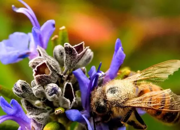 Abella sobre una flor