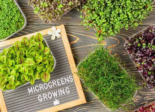 Timailhan nga nag-ingon nga ang microgreen nga nagtubo nga adunay mga sudlanan sa microgreens