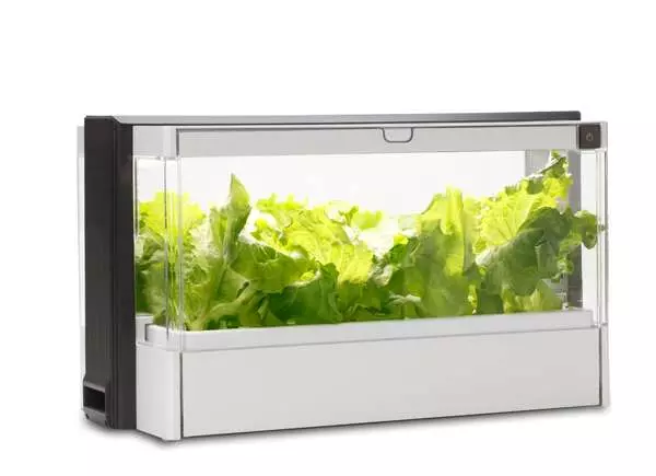 Ang lettuce nga nagtubo sa usa ka hydroponic garden