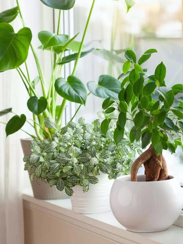 Ali lahko sobne rastline očistijo zrak