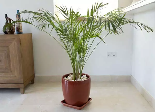 Bambuk palmasy