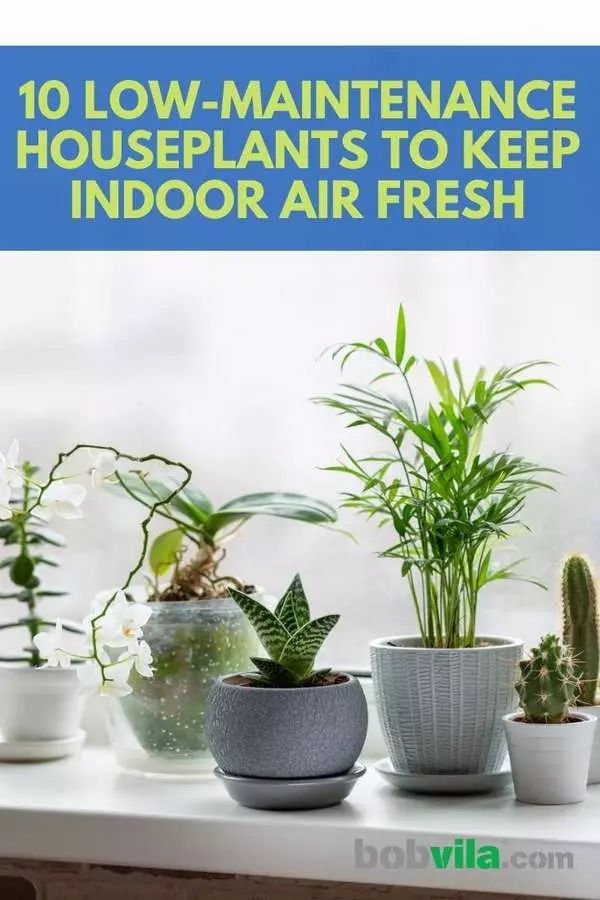 Beneficios para la salud de las plantas de interior