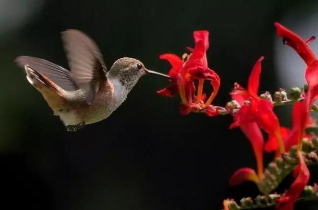 Hvor bor kolibrier