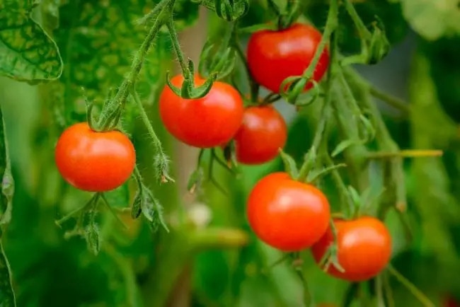 Pomidor görnüşi üçin iň oňat dökün