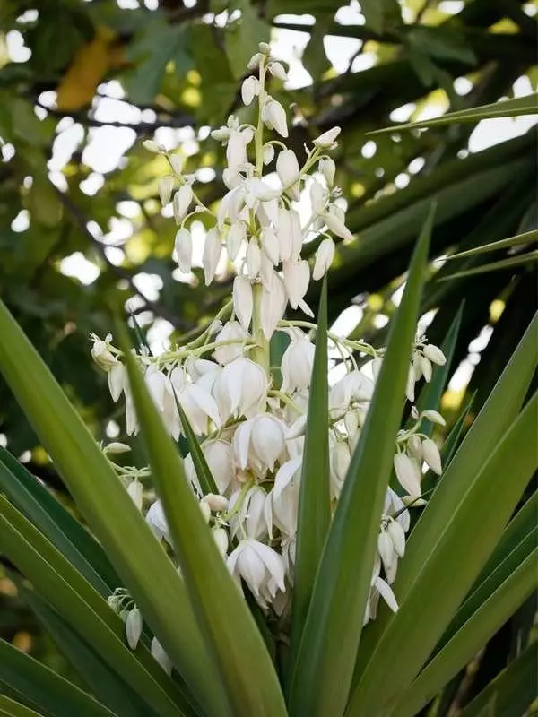 सुनौलो तरवार बिरुवा