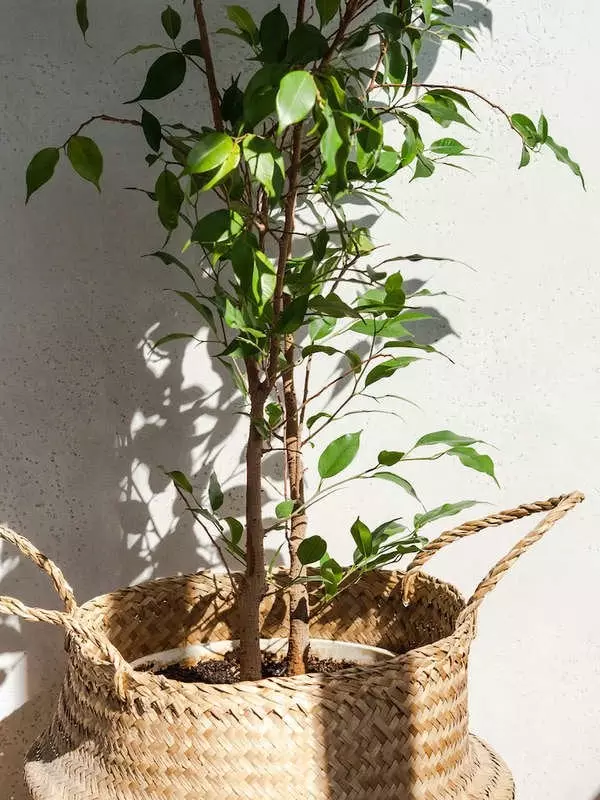 Ficus behållare