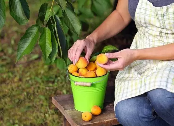 Dwarf Peach