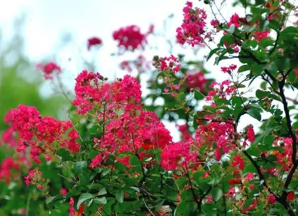 Crepe Myrtle