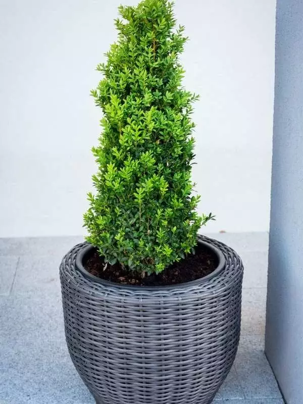 semak boxwood