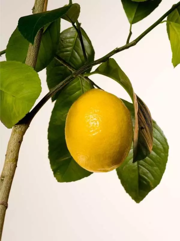 Dwarf Meyer Lemon Geed