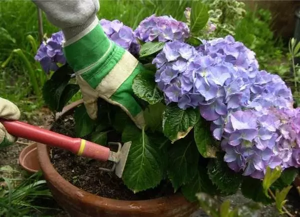 Hortensia container