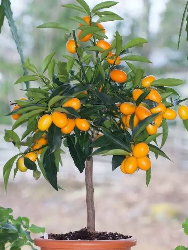 Kumquat trädbehållare