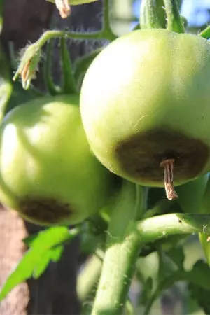 Problemas das plantas de tomate: podremia do extremo da flor