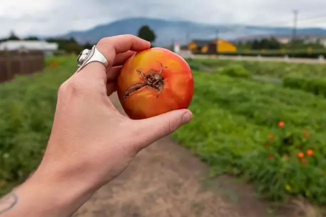 Problemas das plantas de tomate: rachaduras de froitas