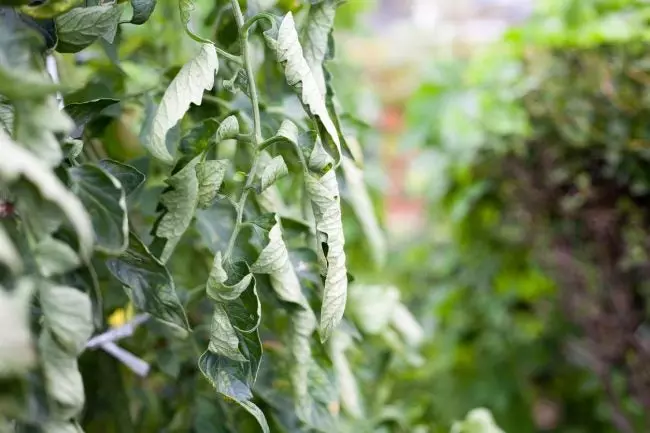 Problemas das plantas de tomate: rolo de follas