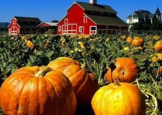 Parches de calabaza