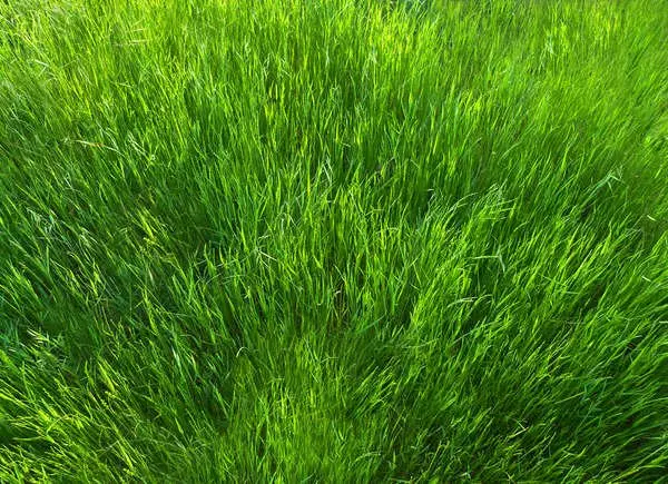 Wielt déi richteg Gras