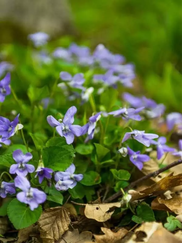 紫羅蘭是雜草嗎？