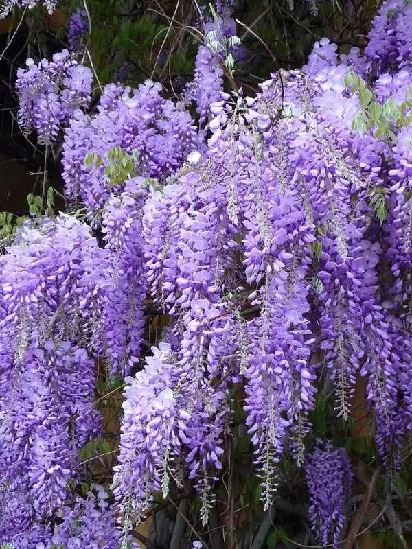 中國紫藤是雜草嗎？
