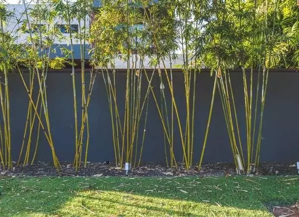 Is bamboe een onkruid?