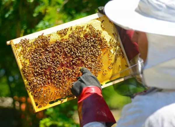Peternakan lebah di rumah