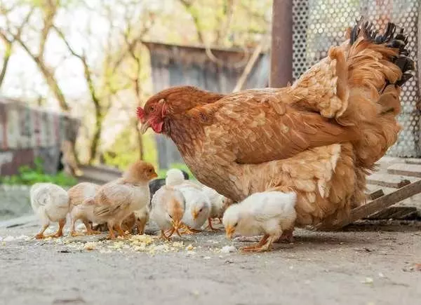 Beternak ayam di rumah