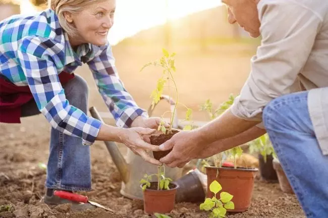 Communal Victory Garden