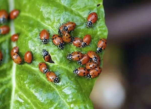 Ladybug пайдасы