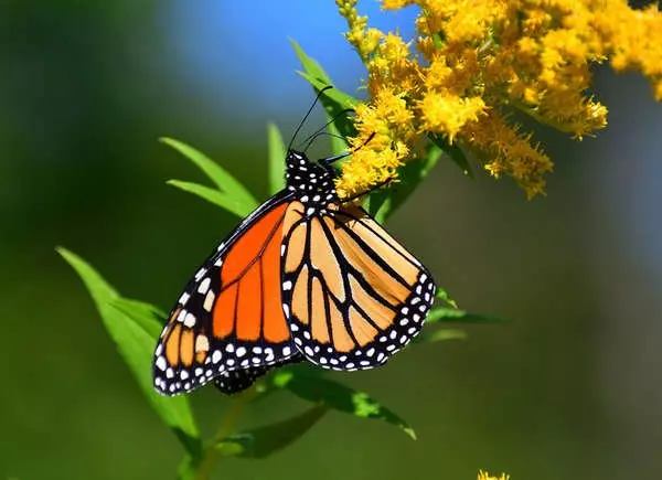 Monarch populaasjes ferminderje