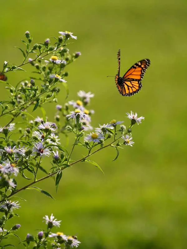 Salve as borboletas monarcas
