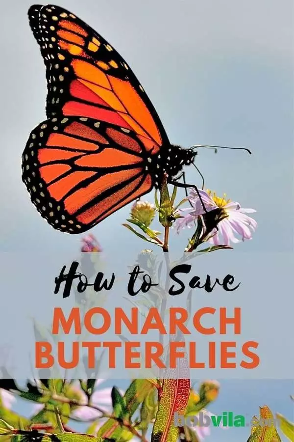 Spašavanje leptira Monarch