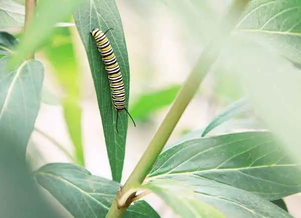 Pienės sodinimas padeda monarchams drugeliams