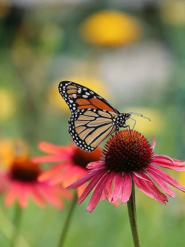 Os monarcas comen néctar