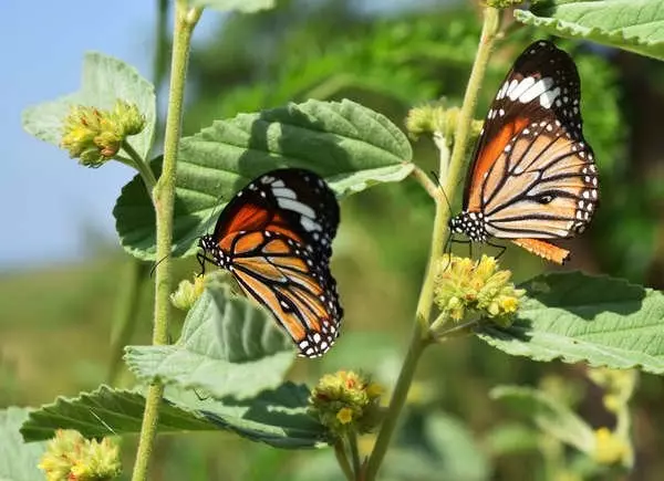 As bolboretas monarcas beben auga