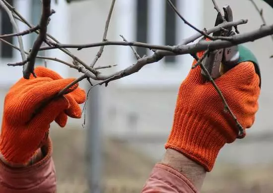 Prune Beem am Hierscht