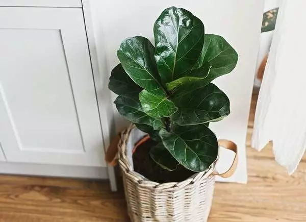 Fiddle-Leaf Fig