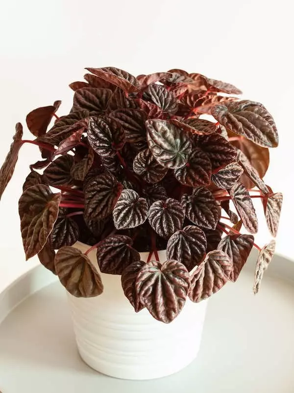 Peperomia