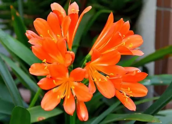 Clivia