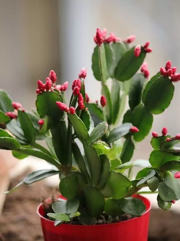 Christmas cactus