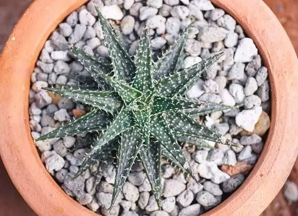 Zebra Haworthia