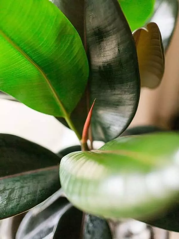 Rubber Plant