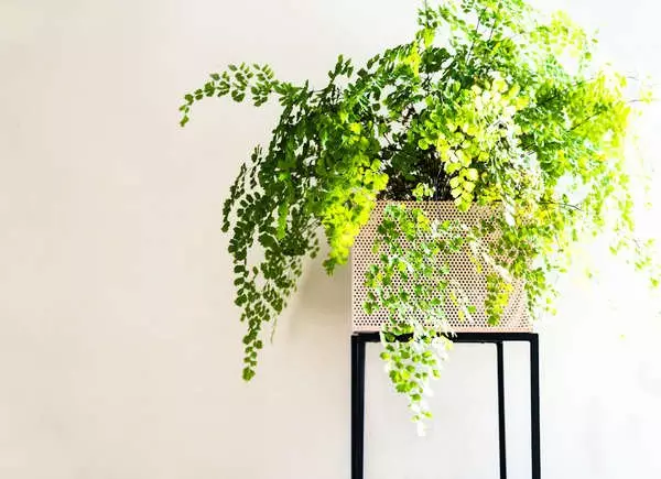 Maidenhair Fern