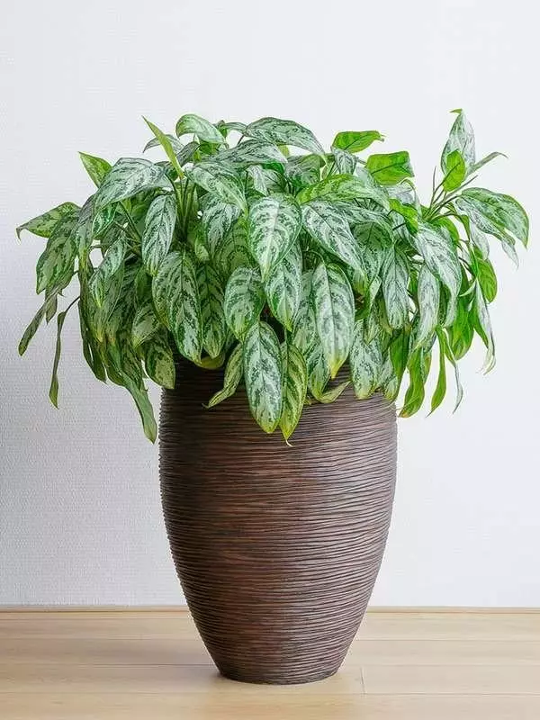 Chinese Evergreen