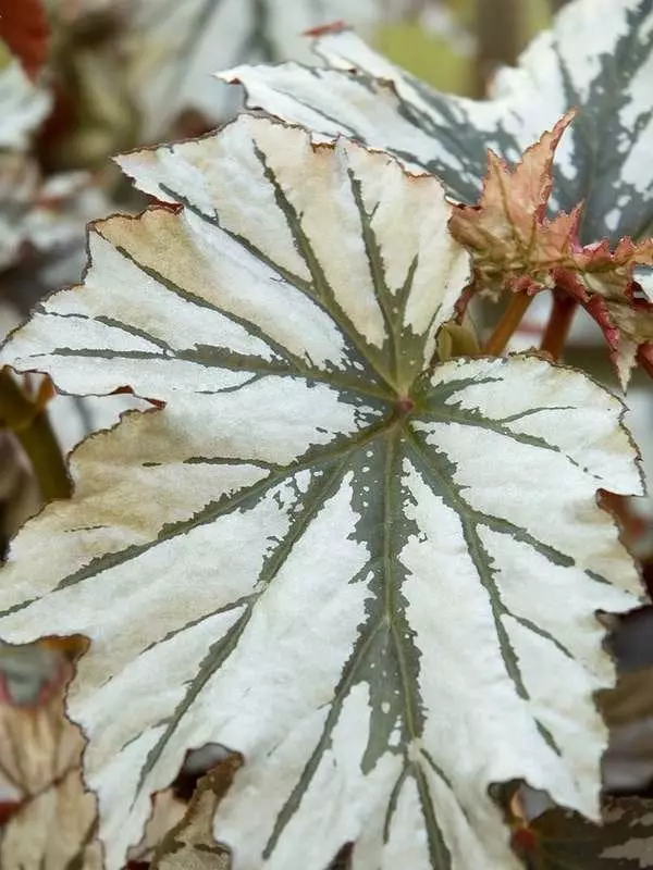 Rex Begonia