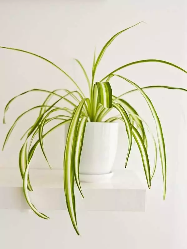 Spider Plant