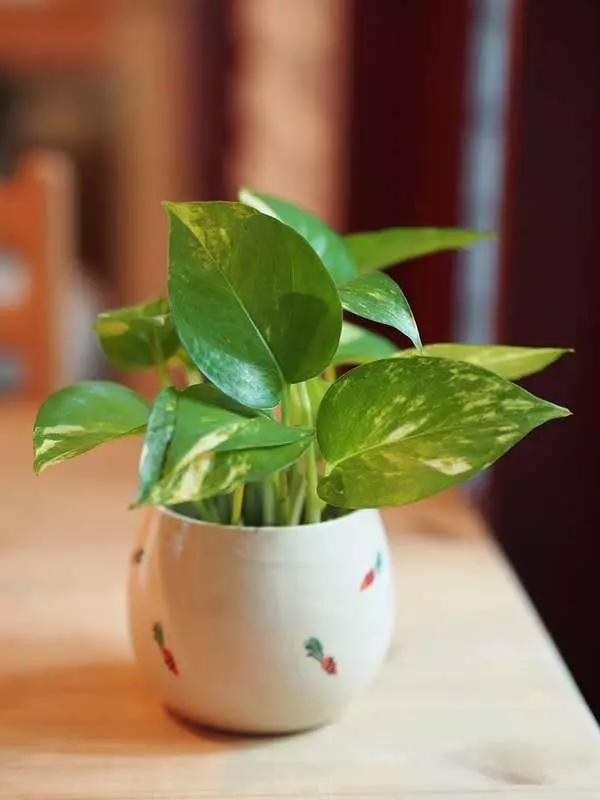 Golden Pothos