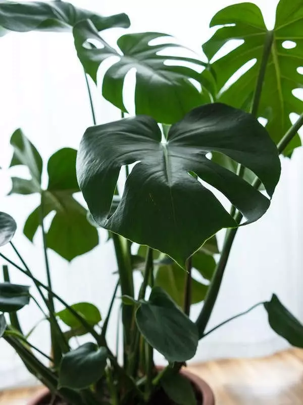 Monstera