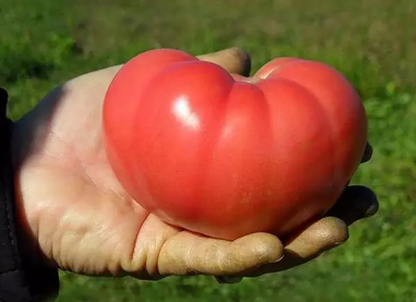'Mountain Rouge' tomaat