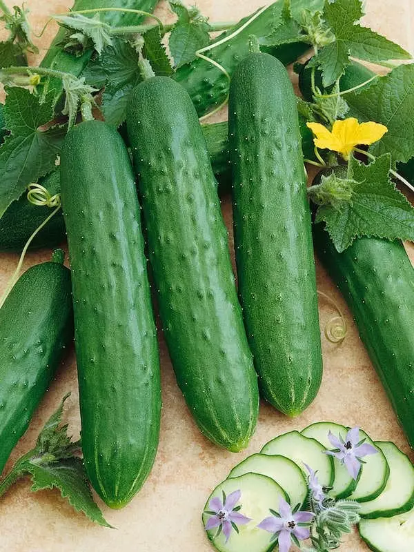 'Saladmore Bush' Cucumber