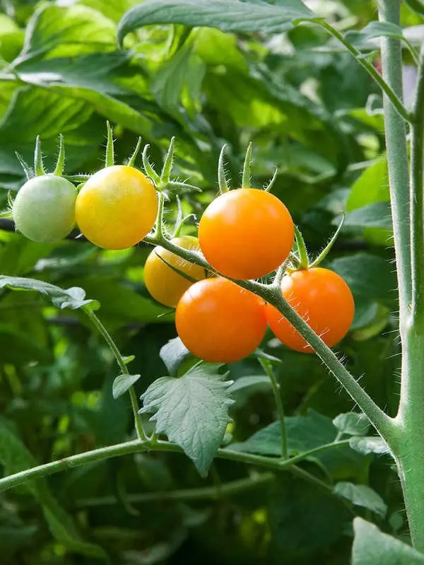 „Saulės cukrus“ vyšninis pomidoras